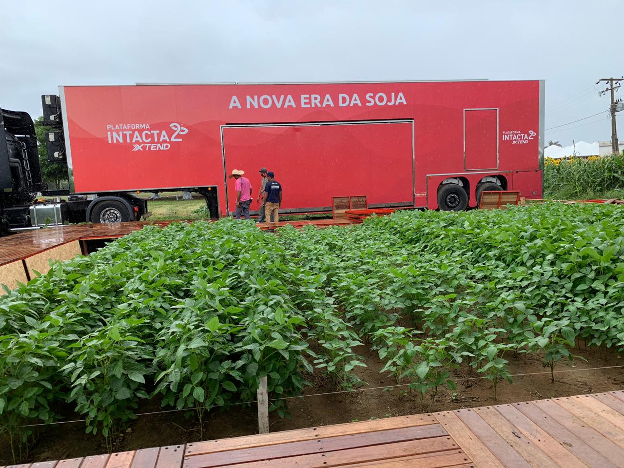 Intacta 2, a soja sob medida para suprir a China e para garantir os ...