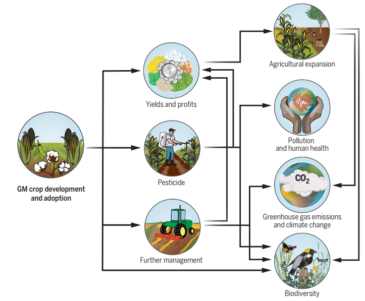Artigo na Science revê promessas revolucionárias em torno dos OGMs e ...